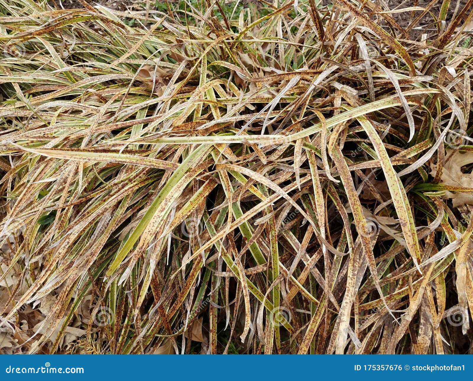 Sick Plant with Green Leaves and Brown Dots Stock Photo - Image of ...