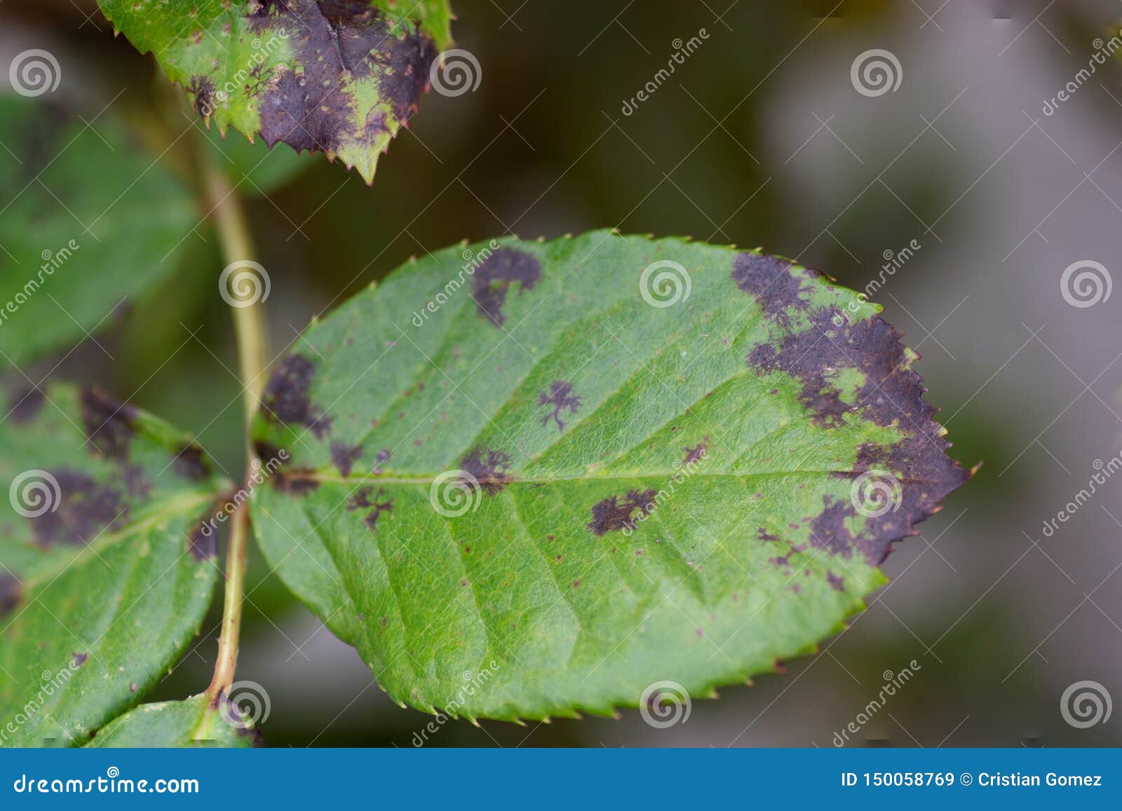 Sick plant stock image. Image of nature, plague, disease - 150058769