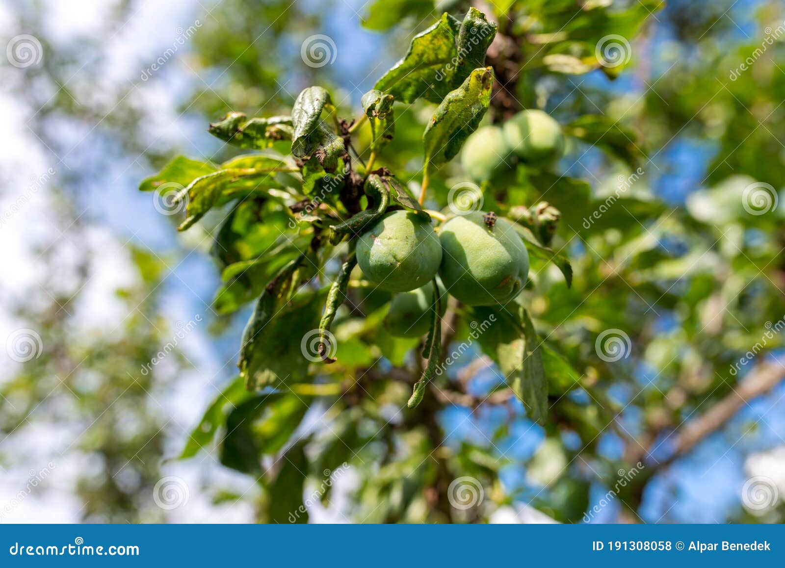 Sick plum fruit and leaves stock photo. Image of leaves - 191308058