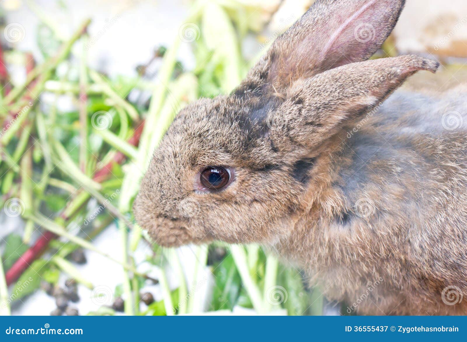Sick Rabbit. stock image. Image of eating, alive, brown - 36555437