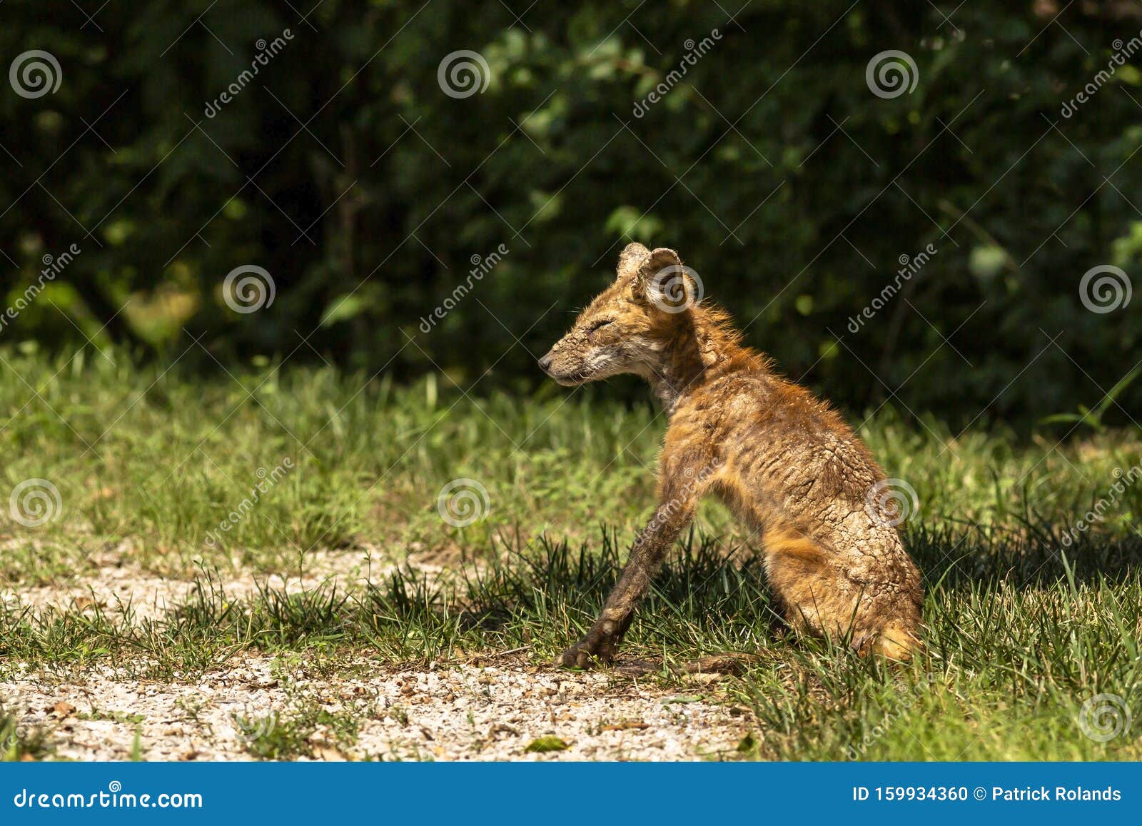 Sick Red Fox Sitting in the Sun Stock Photo - Image of carnivore, wild ...