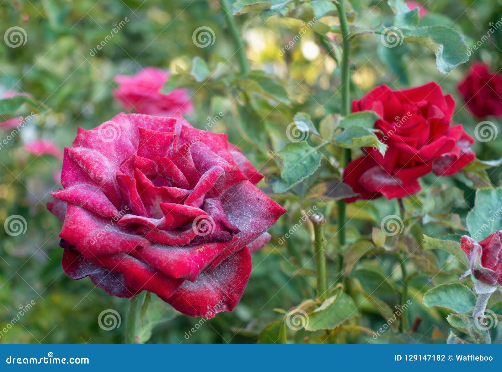 Sick red rose stock photo. Image of powdery, problem - 129147182