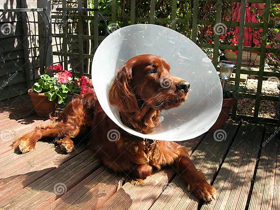 Sick Redsetter Wearing a Cone Stock Image - Image of laying ...