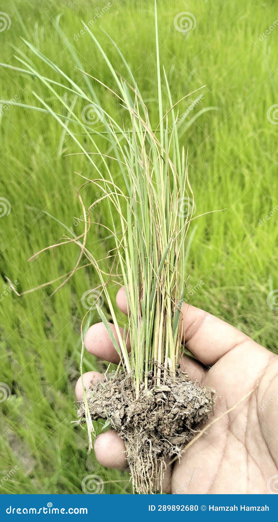 Sick Rice Seedlings before Planting Stock Photo - Image of lawn ...