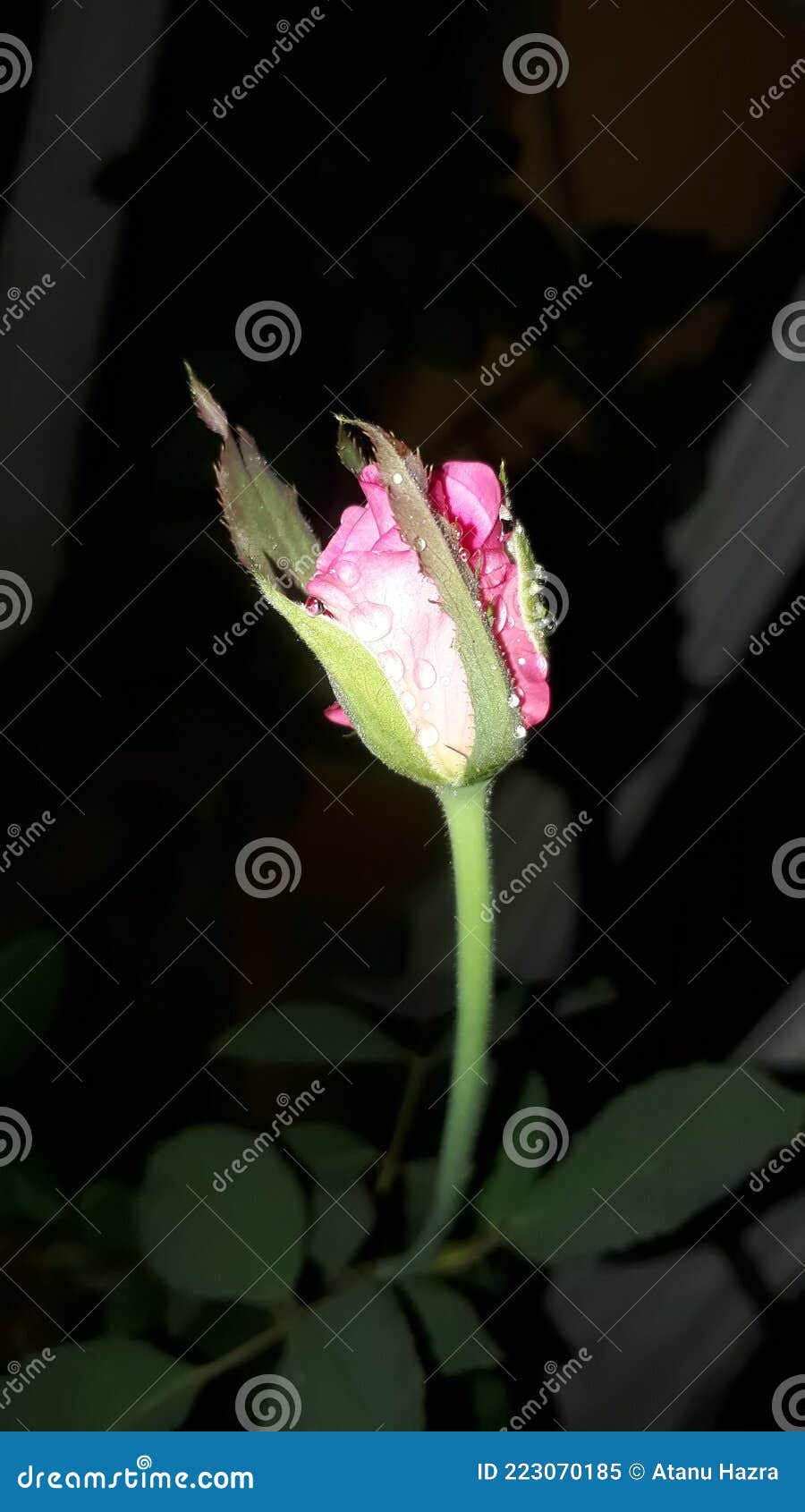 The Sick Rose stock image. Image of shrub, green, branch - 223070185