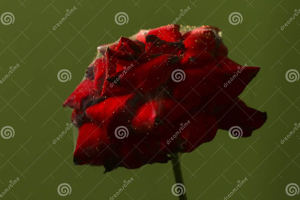 Sick rose stock photo. Image of small, rose, thinking - 80942800