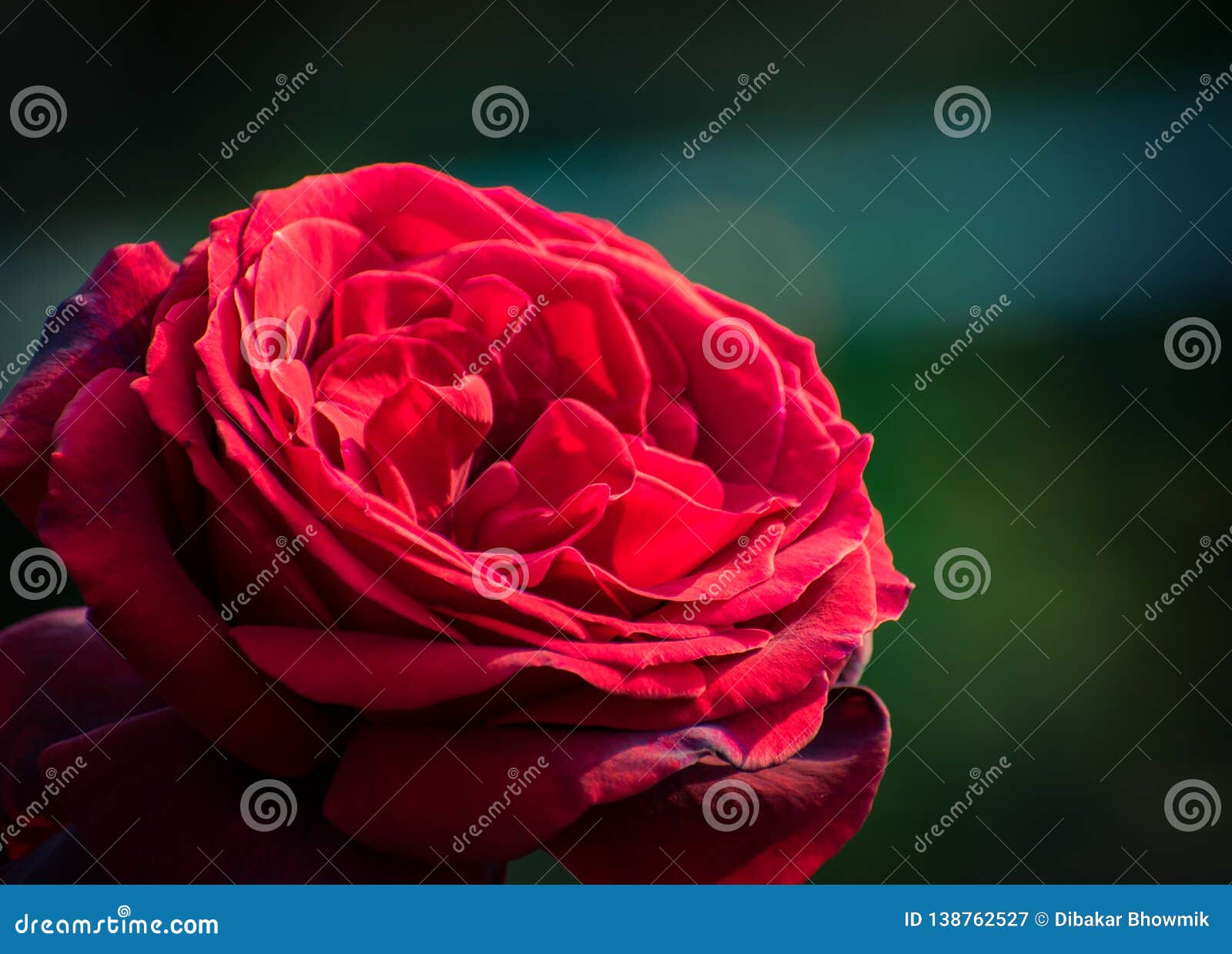 The sick rose stock image. Image of rose, sick, beautiful - 138762527
