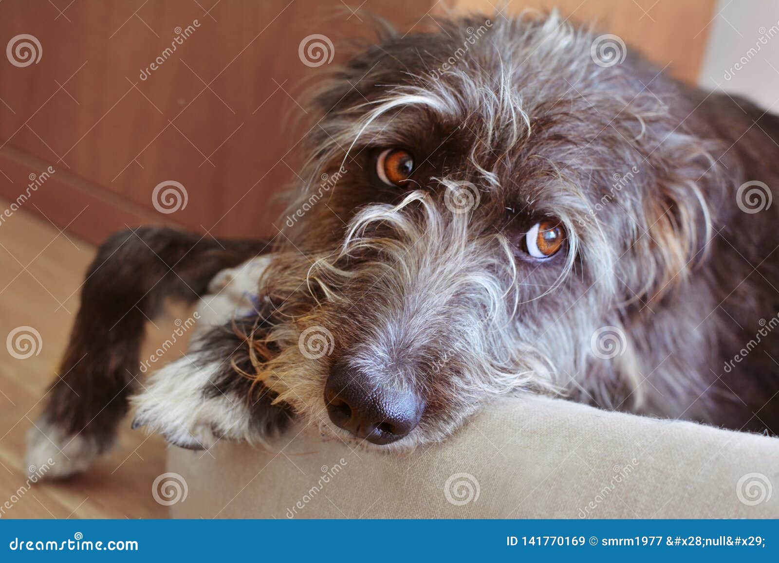 SICK or SAD DOG FACE EXPRESSION on BED Stock Image - Image of mascot ...