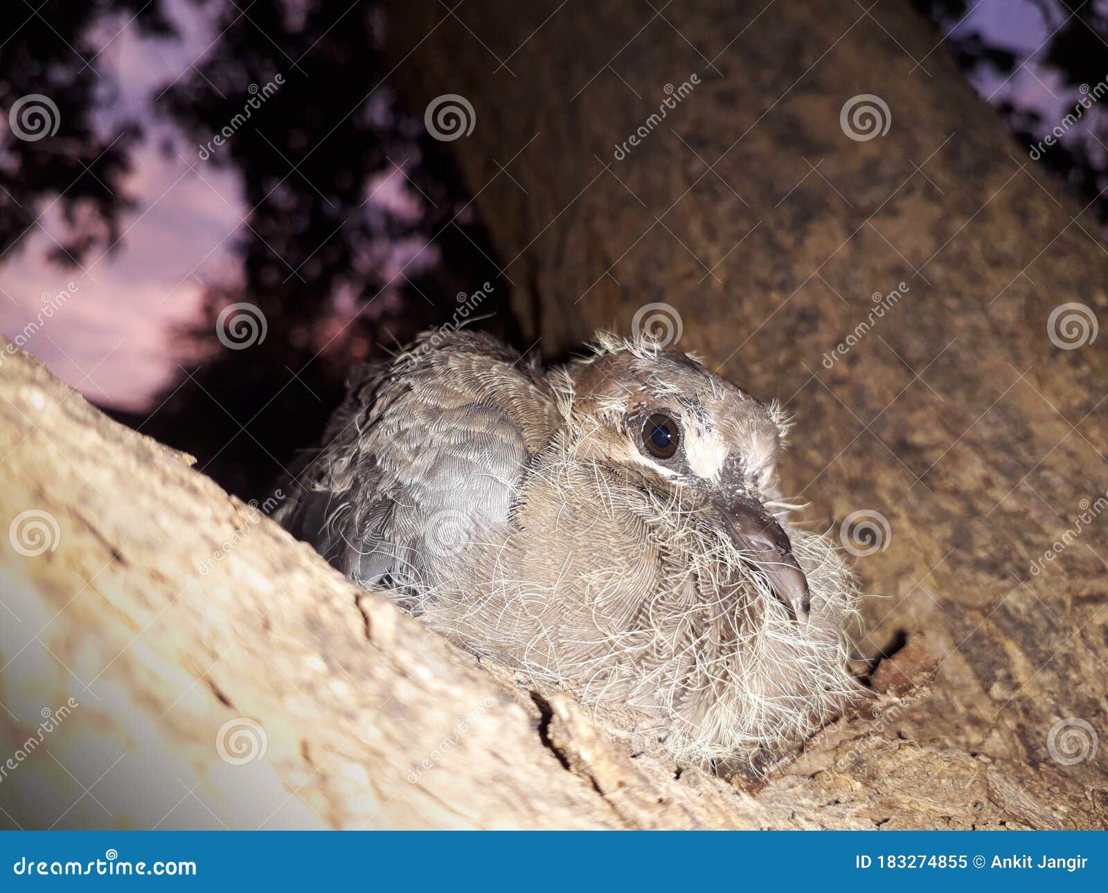 Sick Scared Baby Dove Sat on a Tree Closeup Capture of Its Feathers or ...