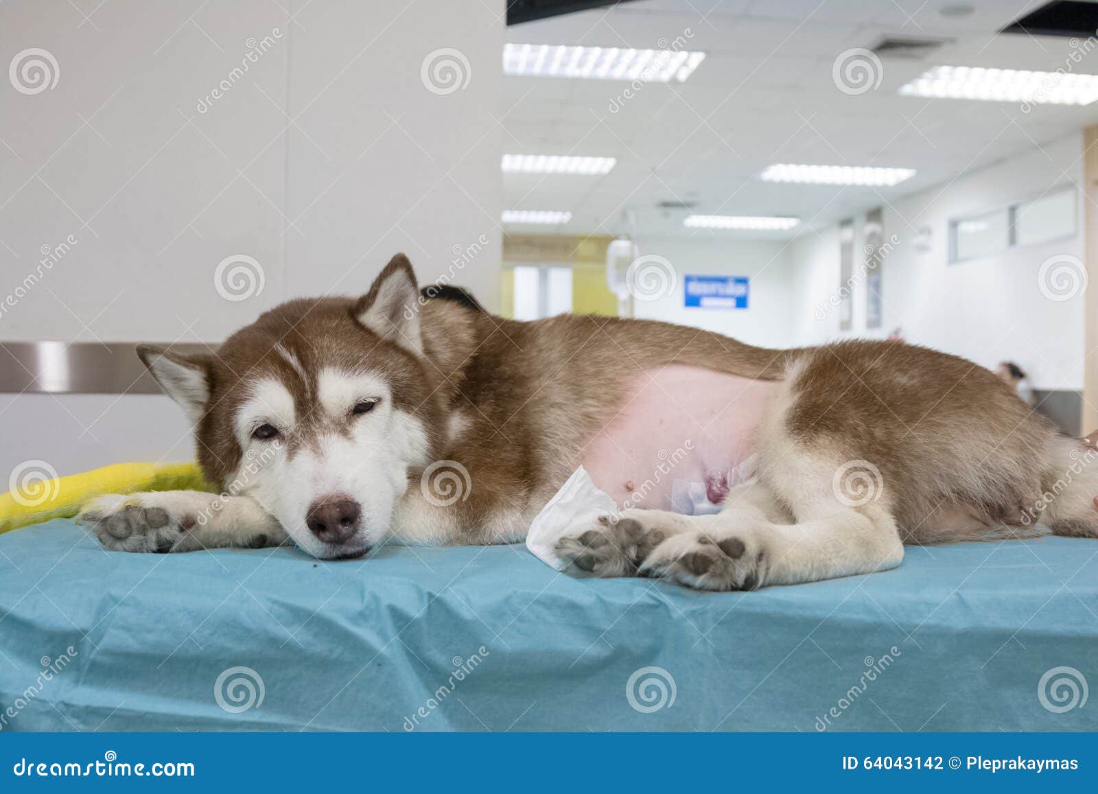 Sick Siberian Husky at Veterinary Hospital Stock Photo - Image of ...