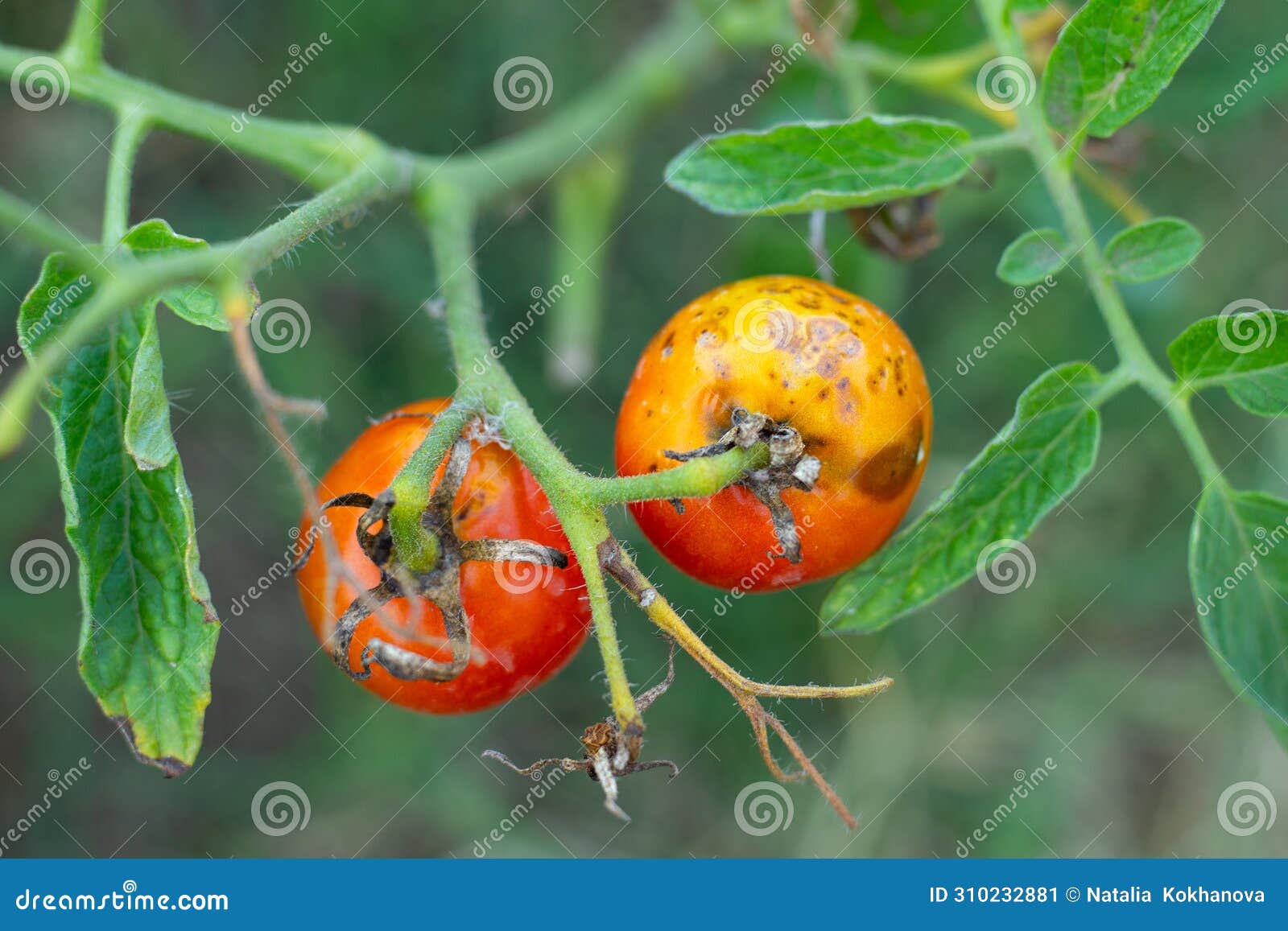 Sick, Spoiled Tomatoes with Spots Grow on the Bush. Vegetables Affected ...