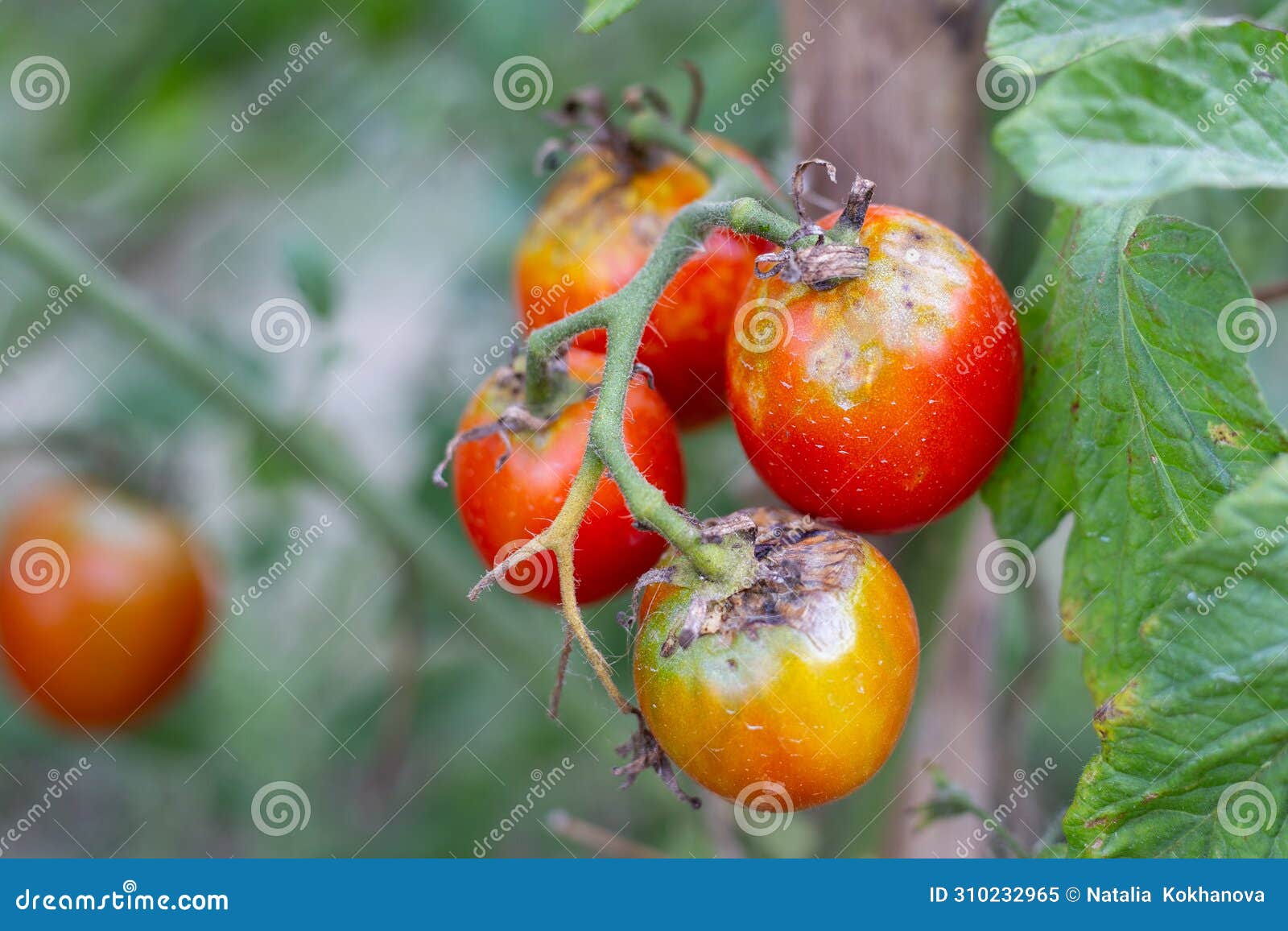 Sick, Spoiled Tomatoes with Spots Grow on the Bush. Vegetables Affected ...