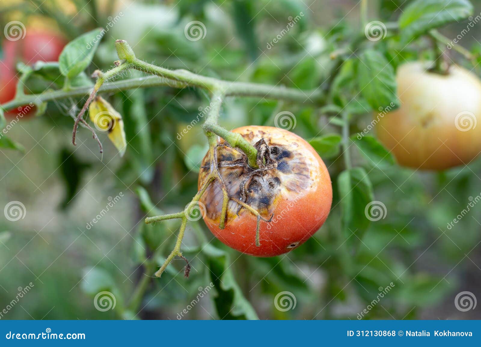 Sick, Spoiled Tomatoes with Spots Grow on the Bush. Vegetables Affected ...