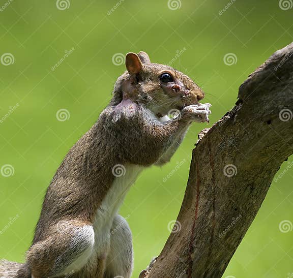 Sick squirrel stock image. Image of food, scar, eating - 12154383