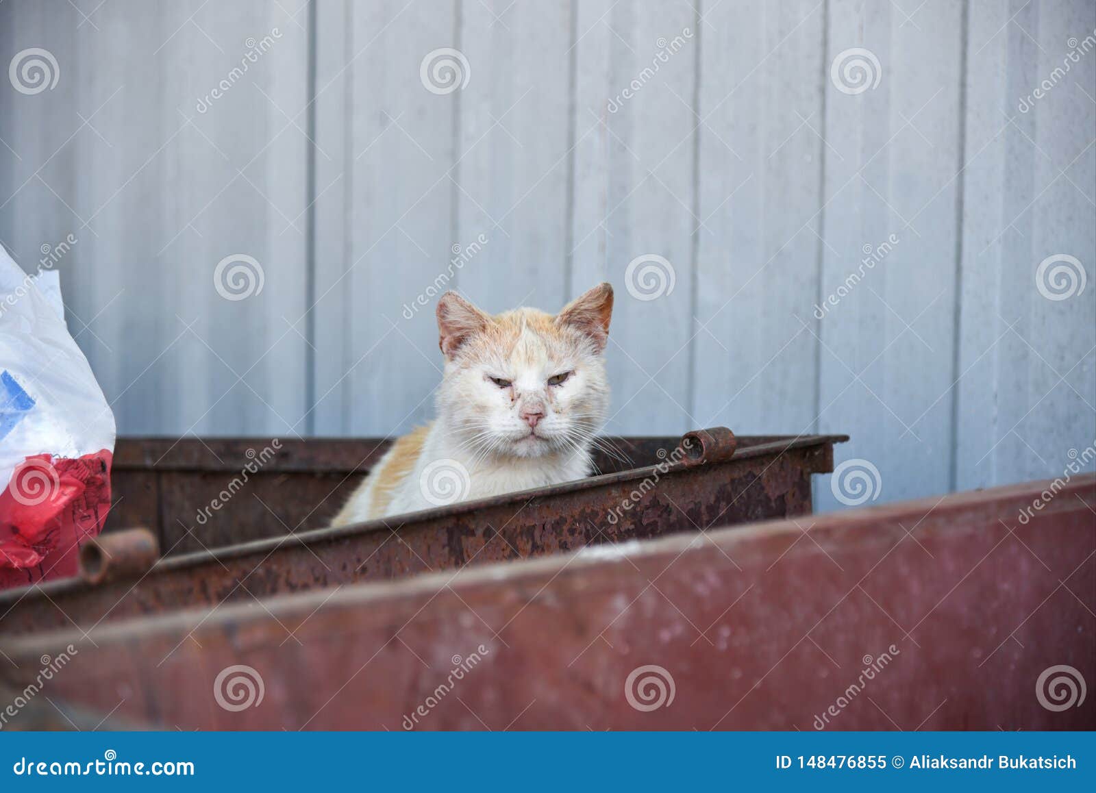 Sick Street Cat Sitting in a Trash Can Stock Image - Image of urban ...