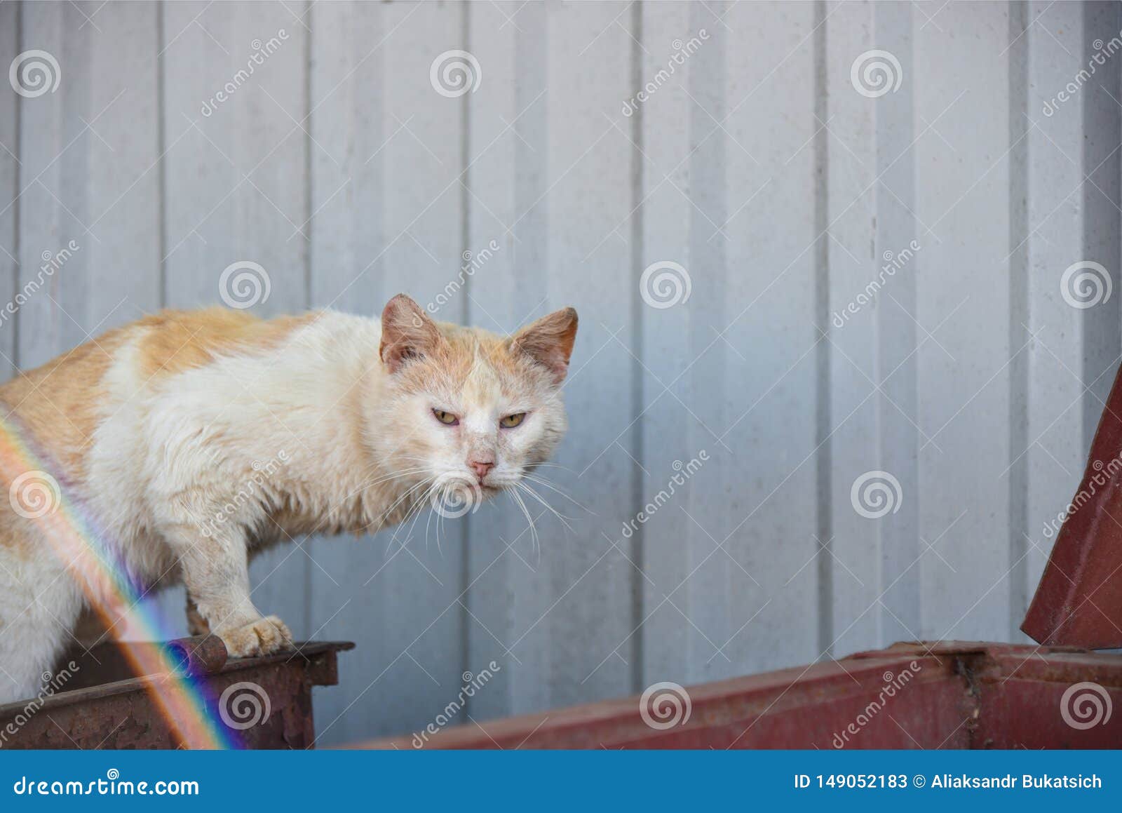 Sick Street Cat Sitting in a Trash Can Stock Image - Image of kitten ...