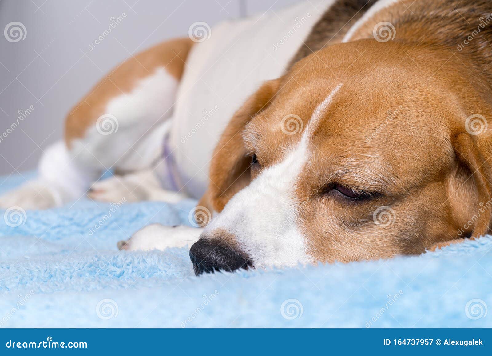 Sick Tired Beagle Dog Sleeping Stock Image - Image of indoors, white ...