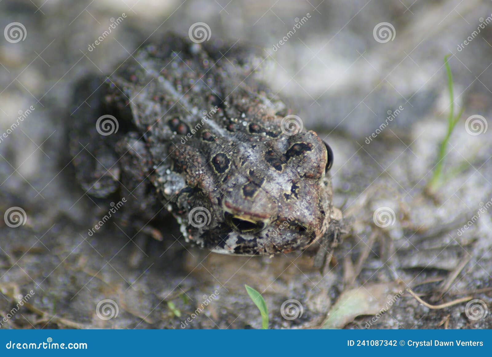 Sick Toad stock photo. Image of anura, animal, legs - 241087342