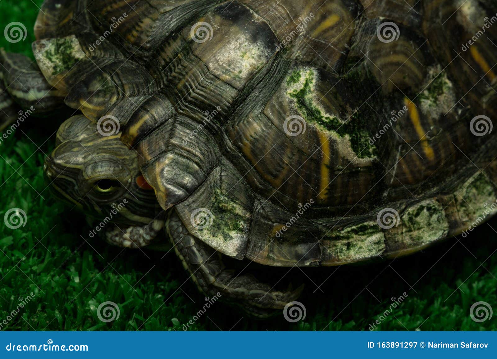 Sick Tortoise with Spots on the Shell Stock Image - Image of reptile ...