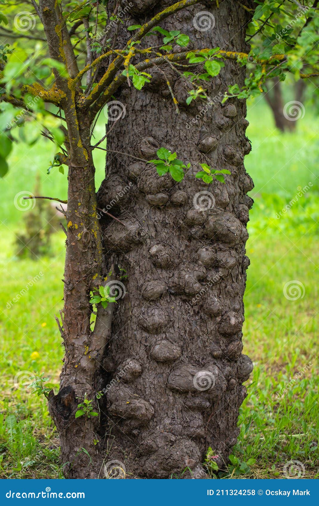 Sick tree cortex stock photo. Image of material, branch - 211324258