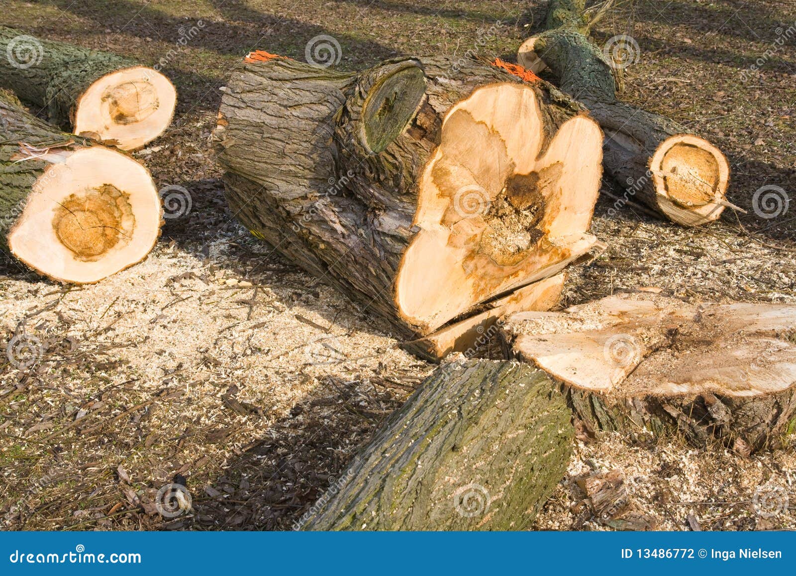 Root Of A Rotting Tree Showing Textures And Colours Stock Photography ...