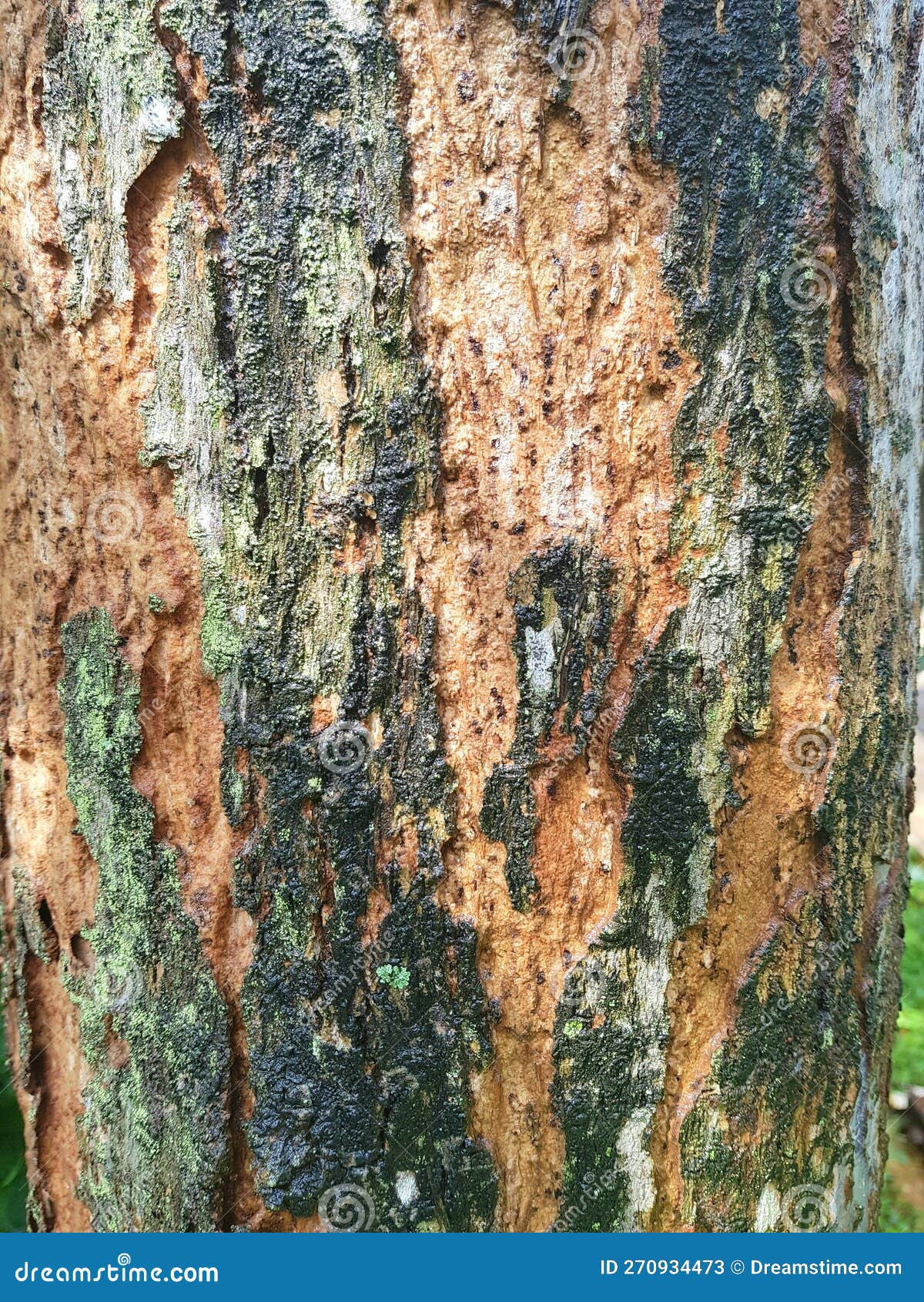 Sick tree park stock image. Image of sick, trunk, plant - 270934473