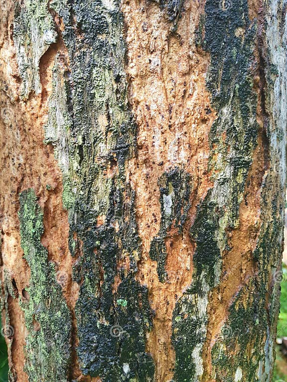 Sick tree park stock image. Image of sick, trunk, plant - 270934473