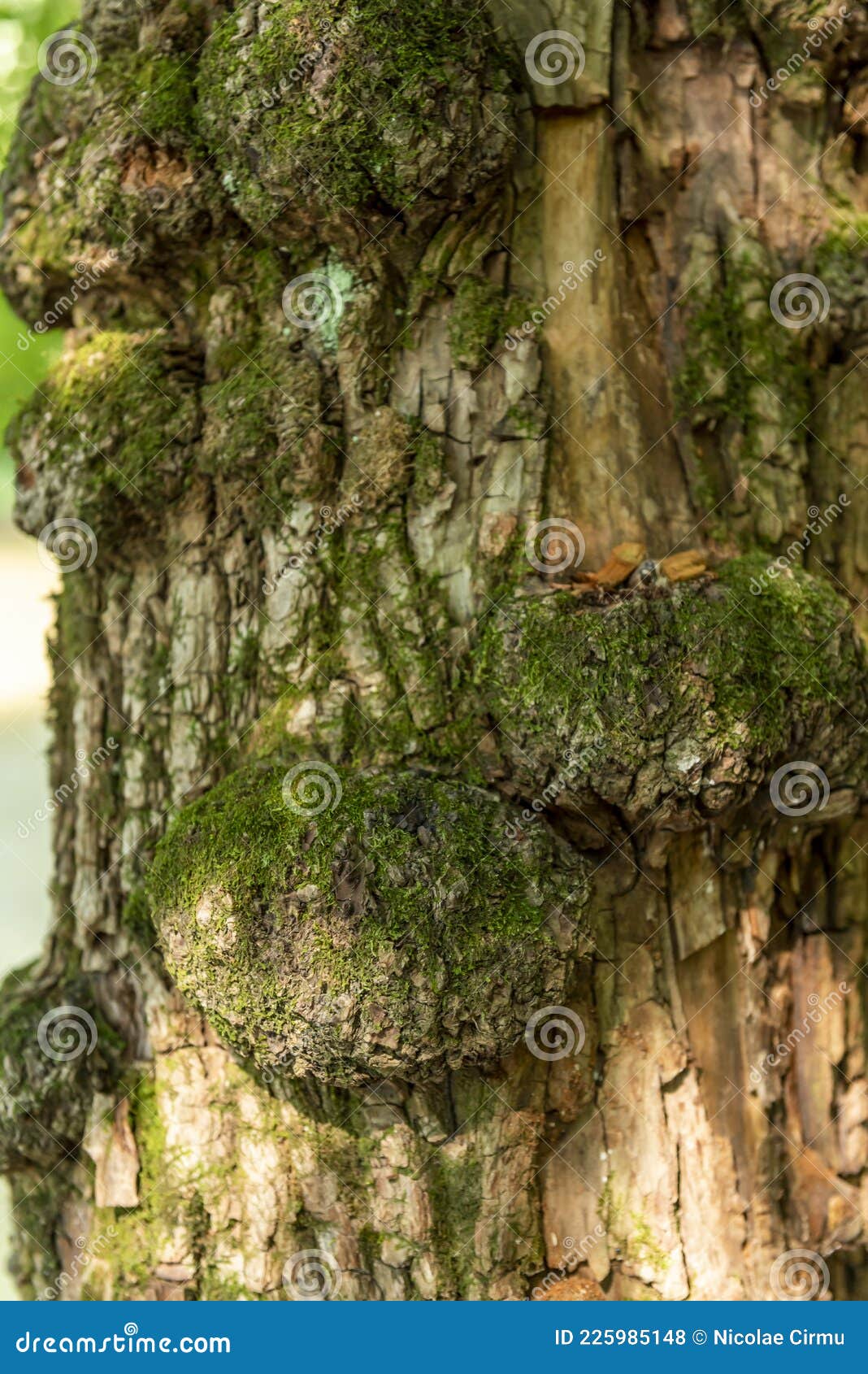 Sick Tree with Swelling and Moss on Rind Stock Photo - Image of swell ...