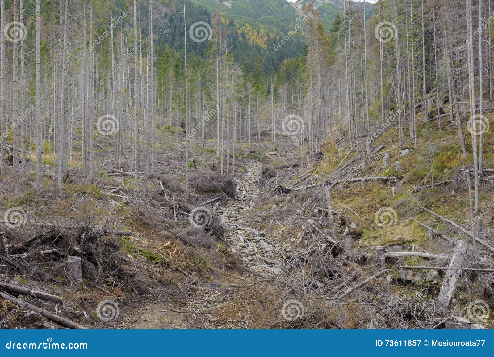 Sick trees stock image. Image of wood, climate, destruction - 73611857