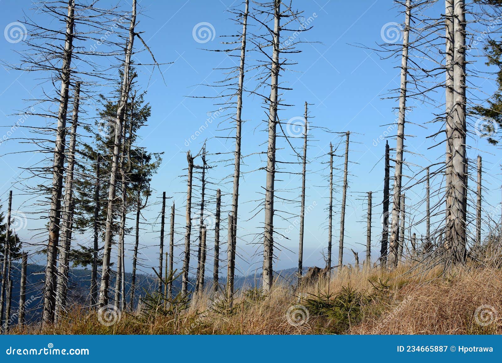 Sick trees stock image. Image of stumps, trail, tree - 234665887