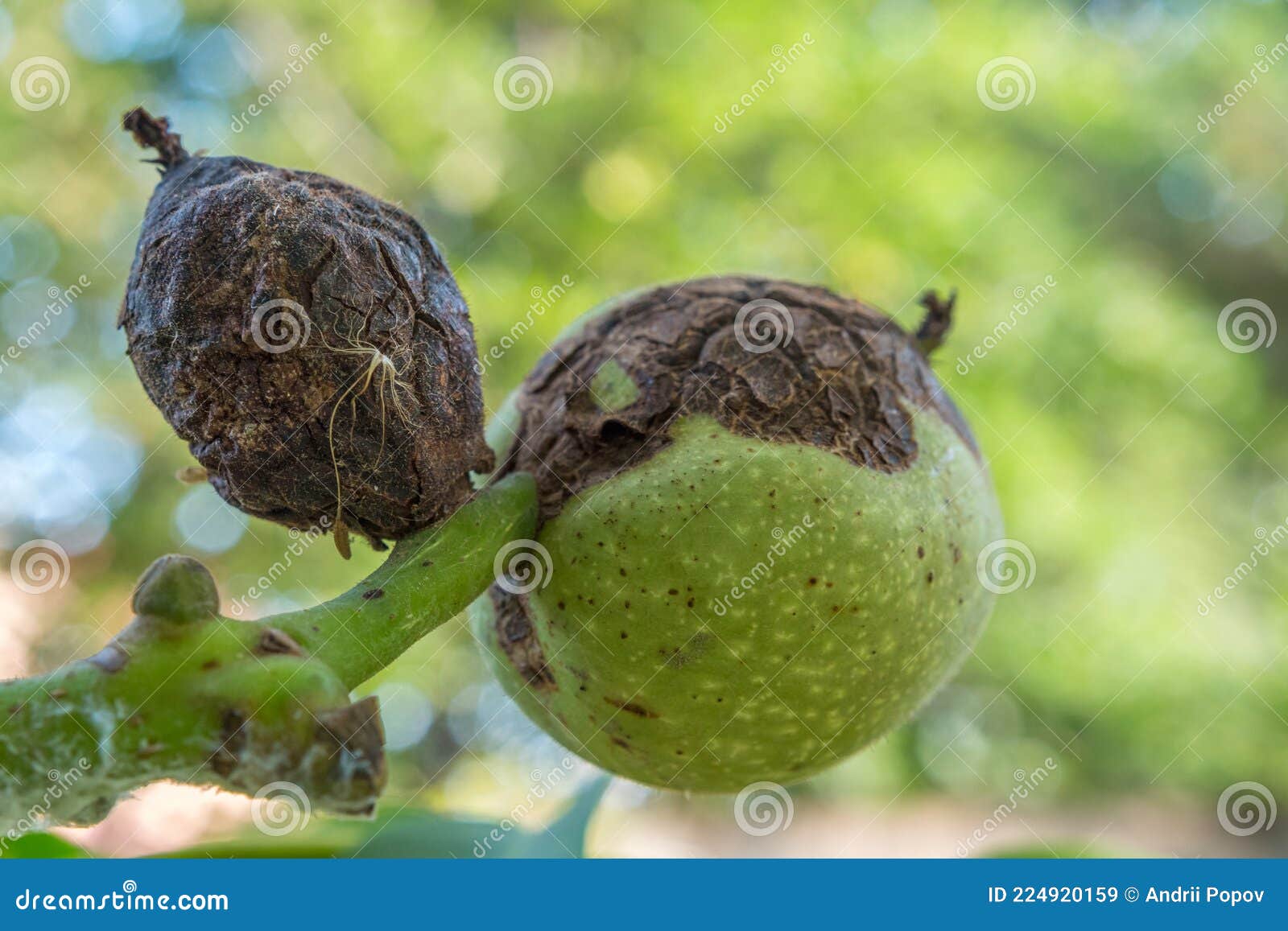 Sick Walnut Fruits Close-up. Spoiled Nut. a Sick Tree. Stock Image ...