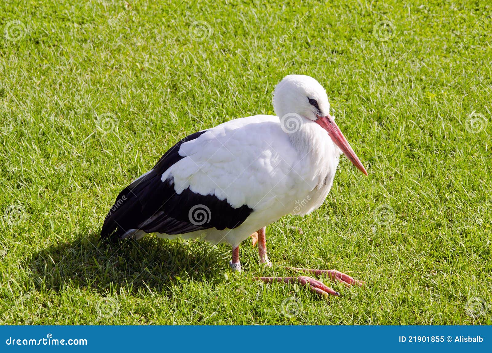 Sick white stork on grass stock image. Image of beauty - 21901855