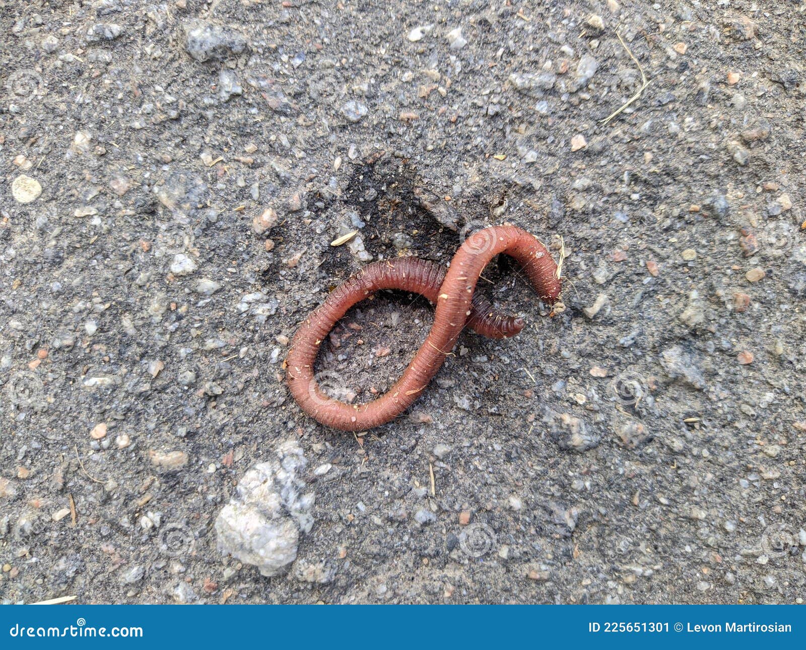Sick Worm on the Asphalt in the Daytime. Stock Image - Image of colors ...