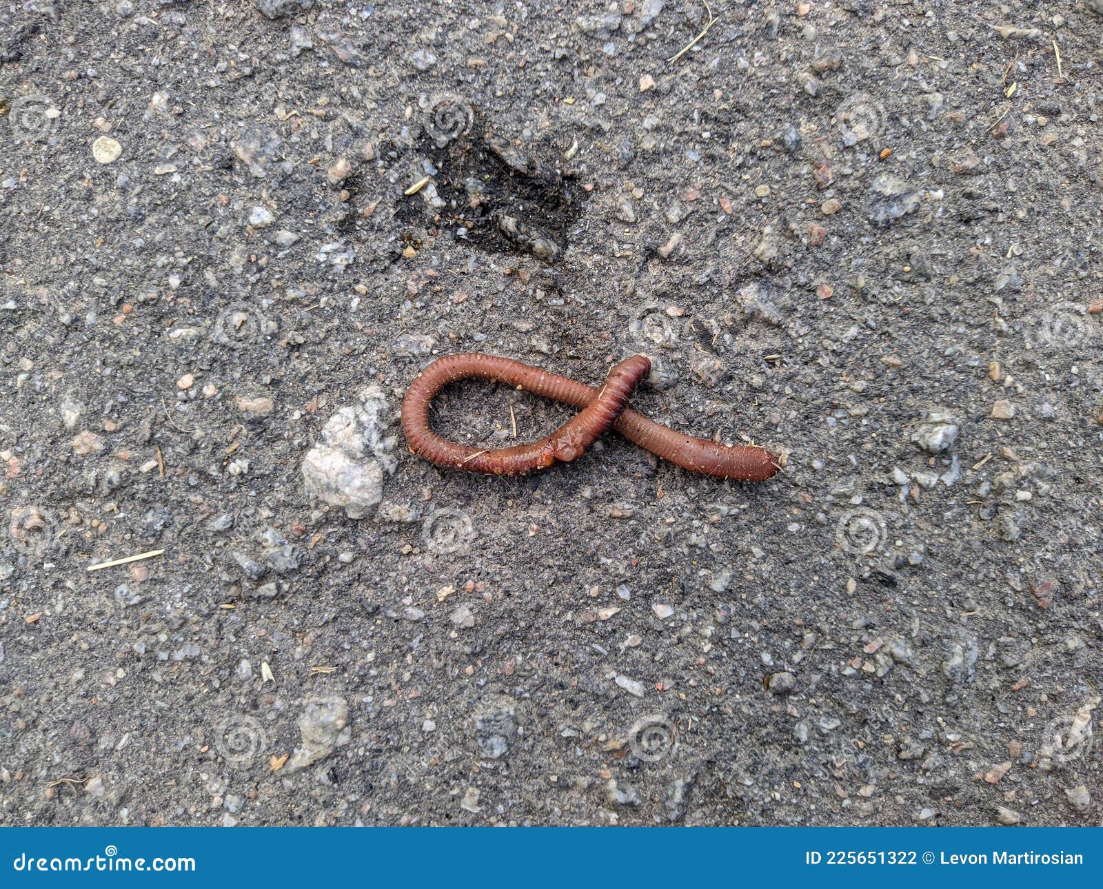 Sick Worm on the Asphalt in the Daytime. Stock Photo - Image of rain ...