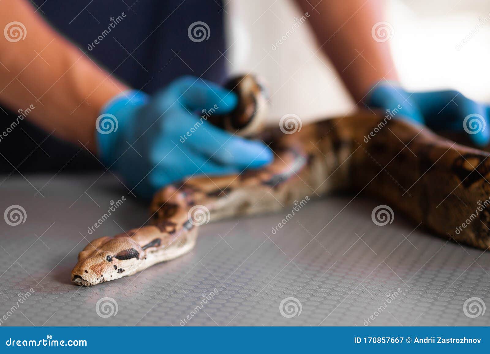 Sick or Wounded Snake at Veterinarian Treating Exotic Pets Stock Image ...