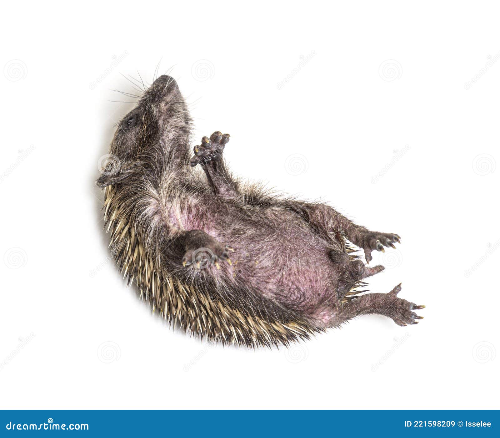 Sick Young European Hedgehog in Distress, on Its Back Stock Image ...