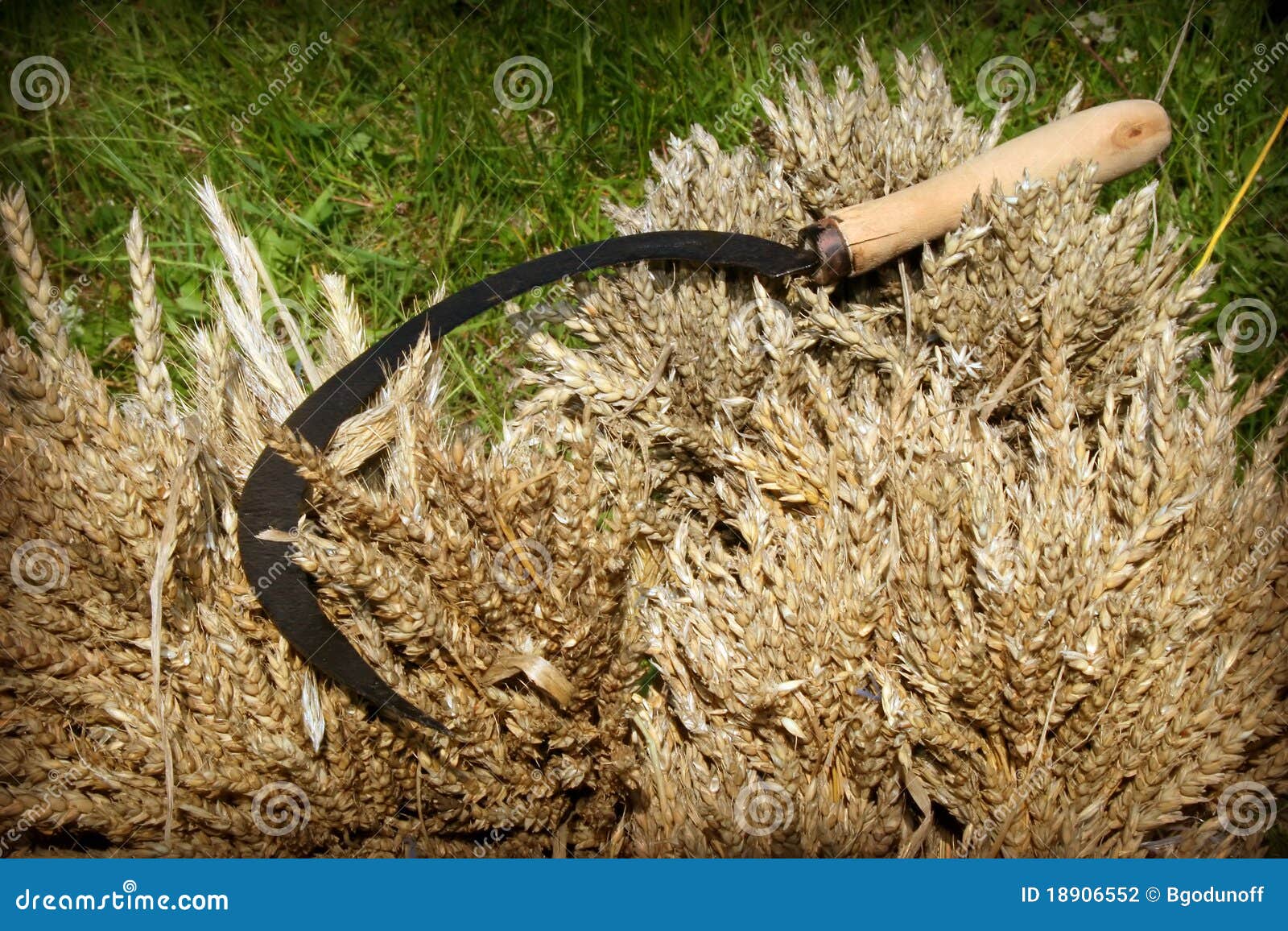 Sickle stock photo. Image of stem, sickle, summer, farming - 18906552