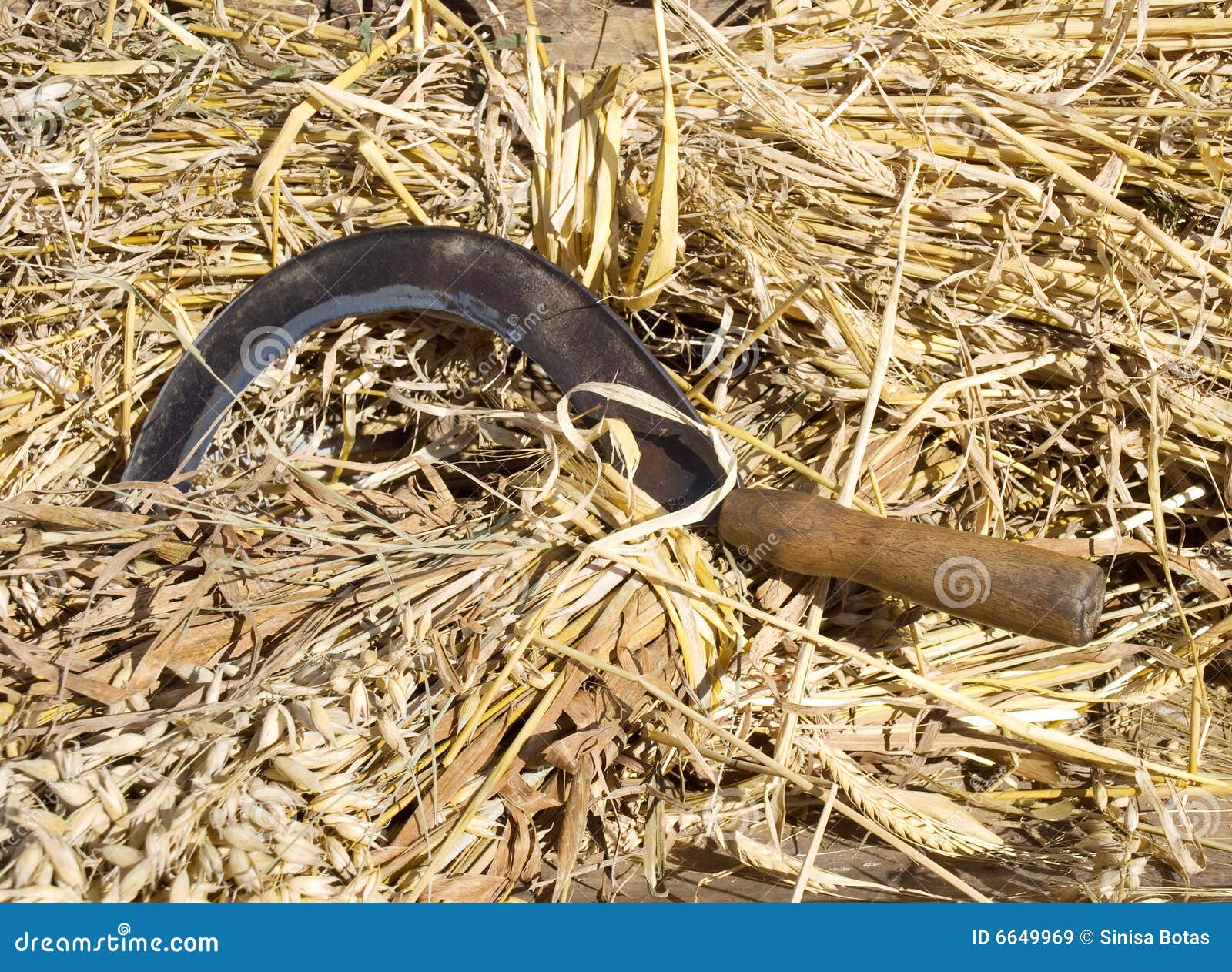 Sickle stock image. Image of harvest, gather, crop, nature - 6649969