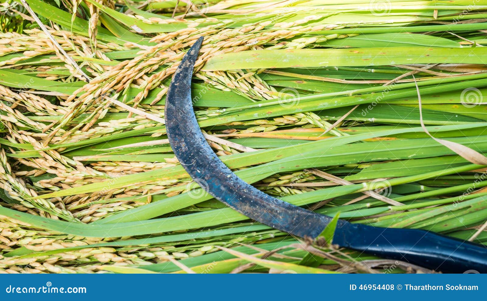 Sickle and Background of Rice Stock Photo - Image of green, grass: 46954408
