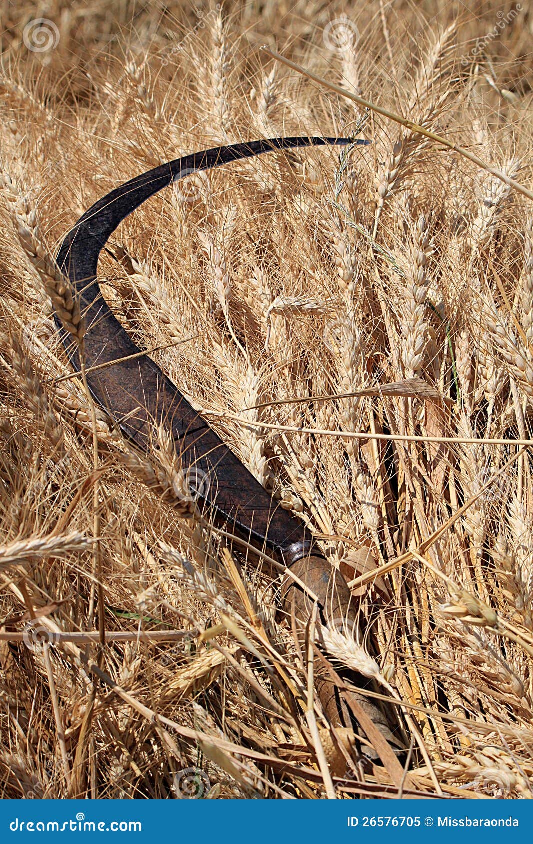 Sickle among the corn stock image. Image of health, closeup - 26576705