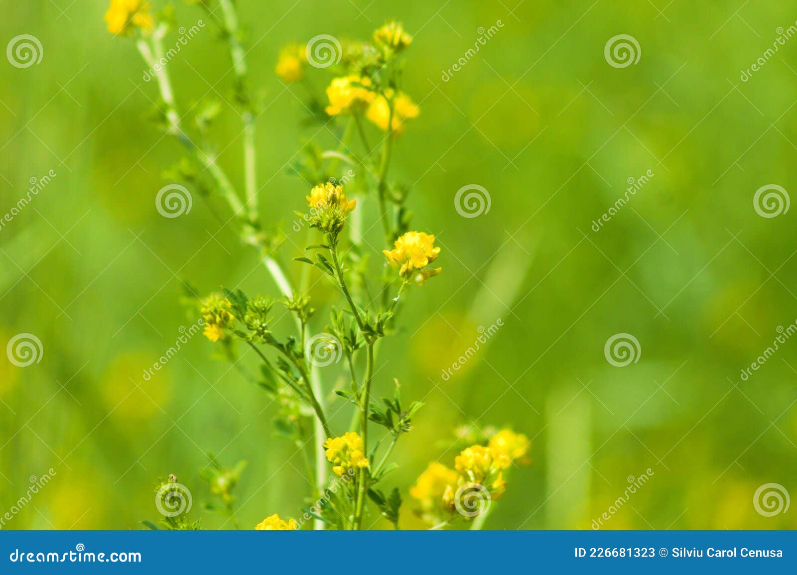 Sickle Medick in Bloom Closeup View with Selective Focus on Foreground ...