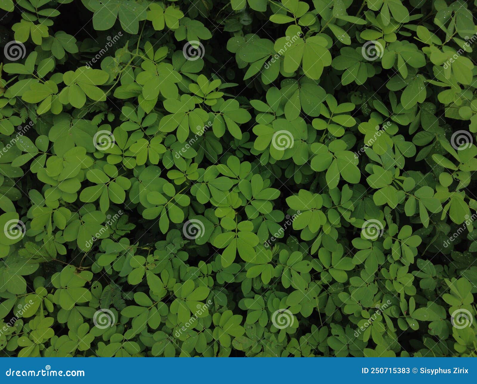 Sickle Senna or Senna Tora Plants, Green Background Stock Image - Image ...
