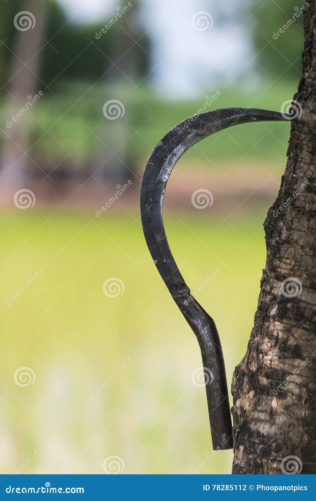 The sickle stick stock photo. Image of culture, farmer - 78285112
