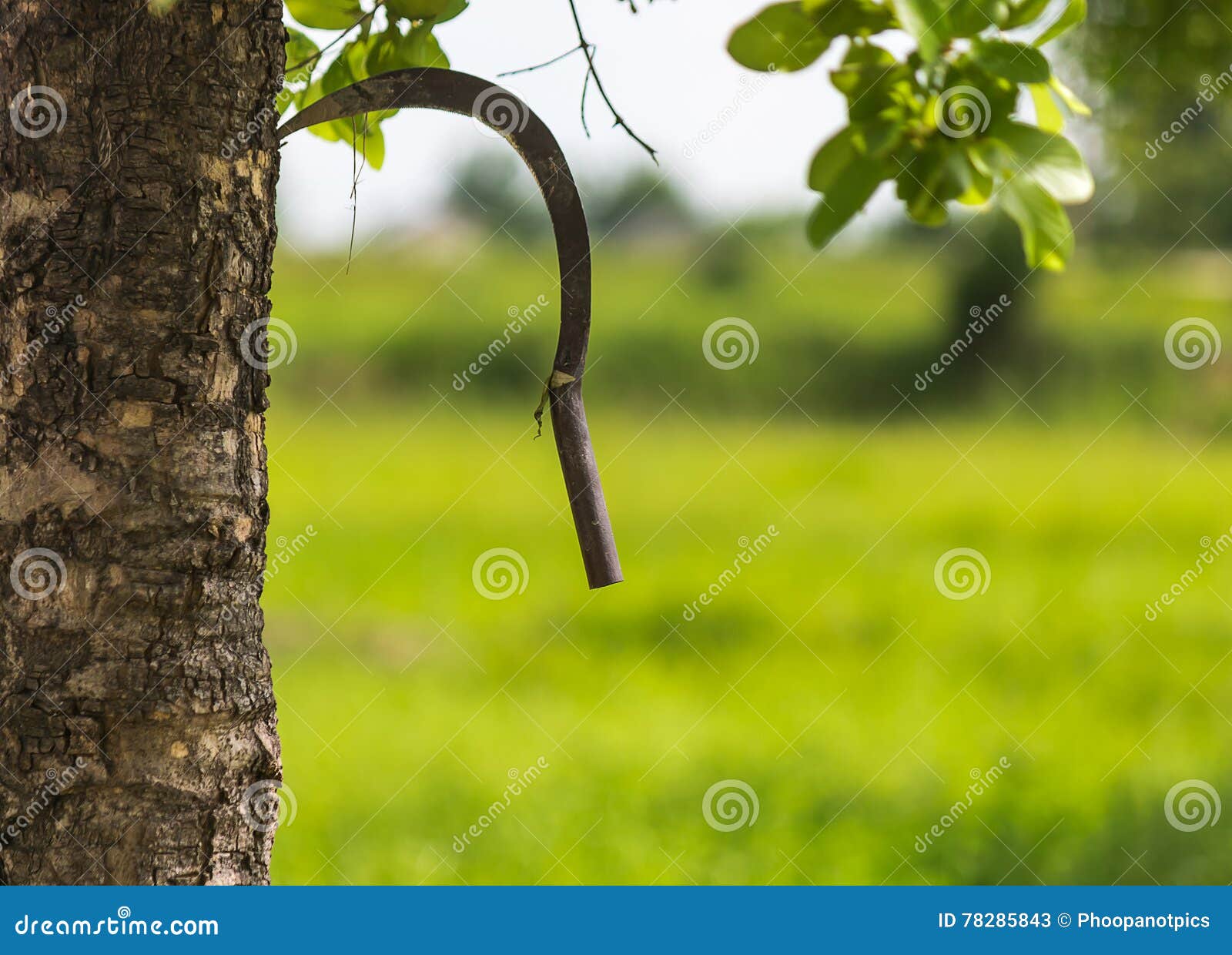 The sickle stick stock image. Image of obsolete, plant - 78285843