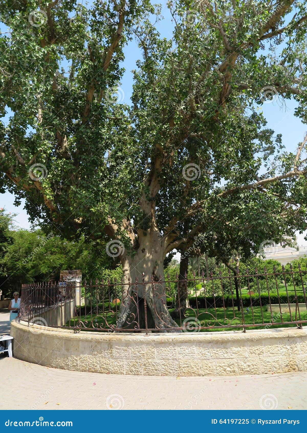 Sicomoro a Gerico, Israele immagine editoriale. Immagine di frutta ...