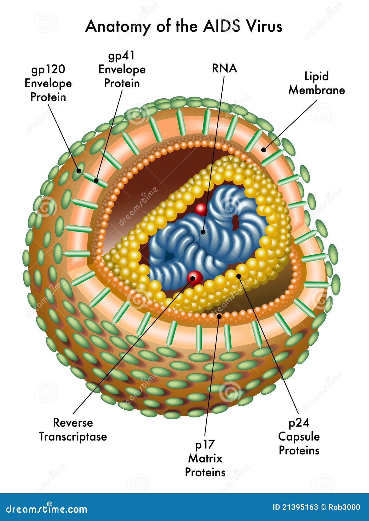 SIDA ilustración del vector. Ilustración de sangre, receptores - 21395163