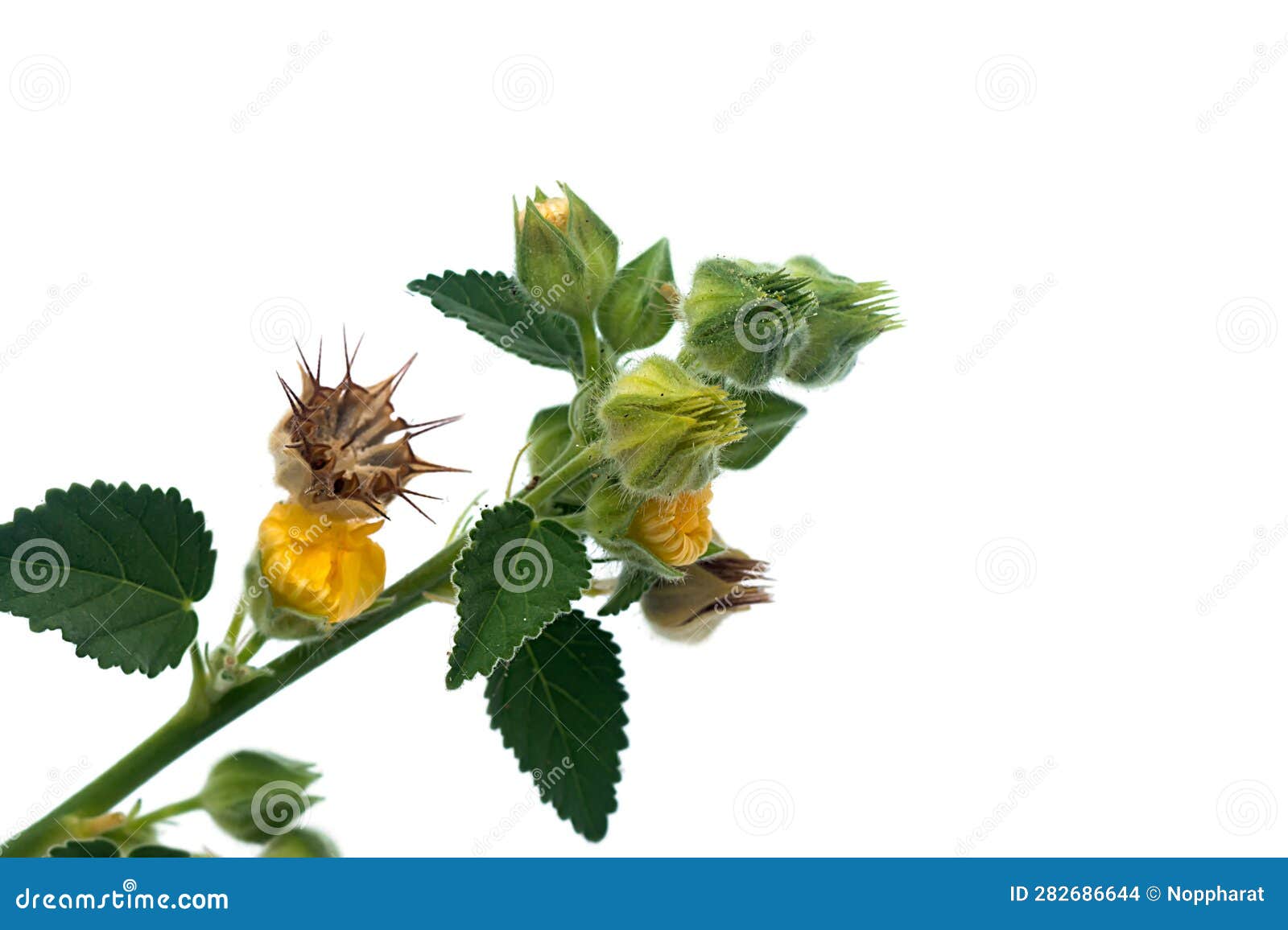 Sida cordifolia plant stock photo. Image of tree, botany - 282686644