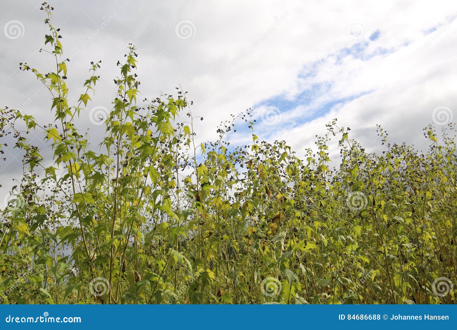 Sida Hermaphrodita, Known by the Common Name Virginia Fanpetals Stock ...