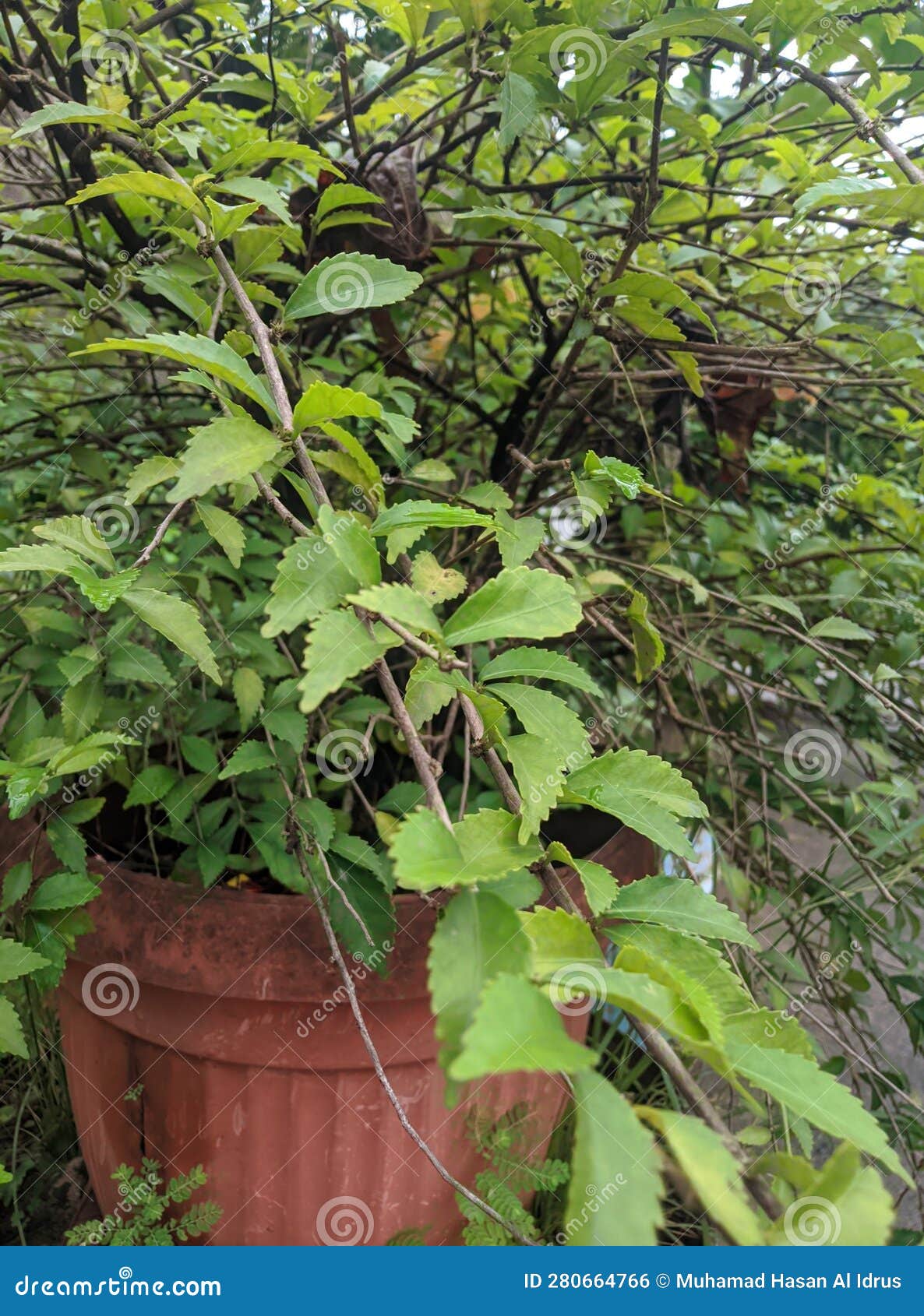 Sidaguri Tree Stock Photos - Free & Royalty-Free Stock Photos from ...