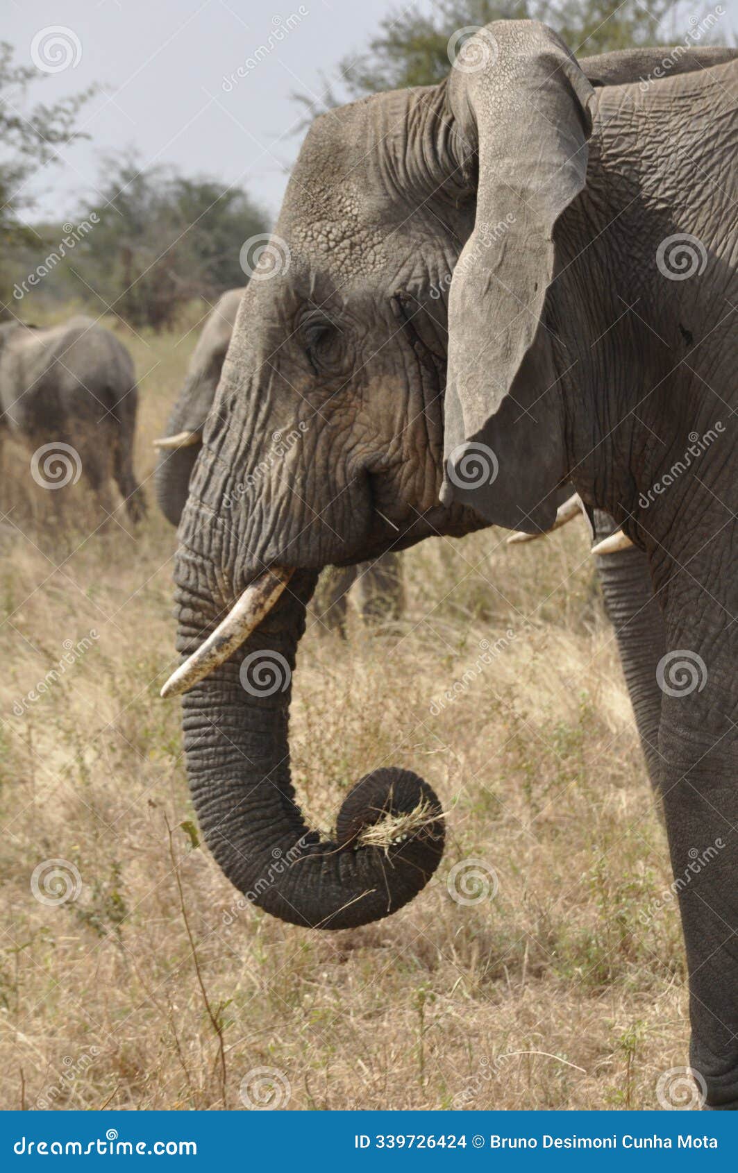 Side of an African Elephant Stock Photo - Image of mammal, marfim ...